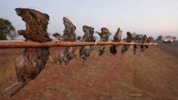 Enjoying Malawi's greatest delicacy, the mbewa (roasted mice)