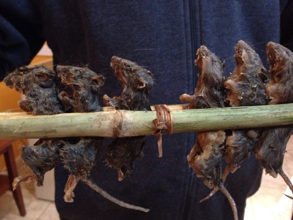 Enjoying Malawi's greatest delicacy, the mbewa (roasted mice)