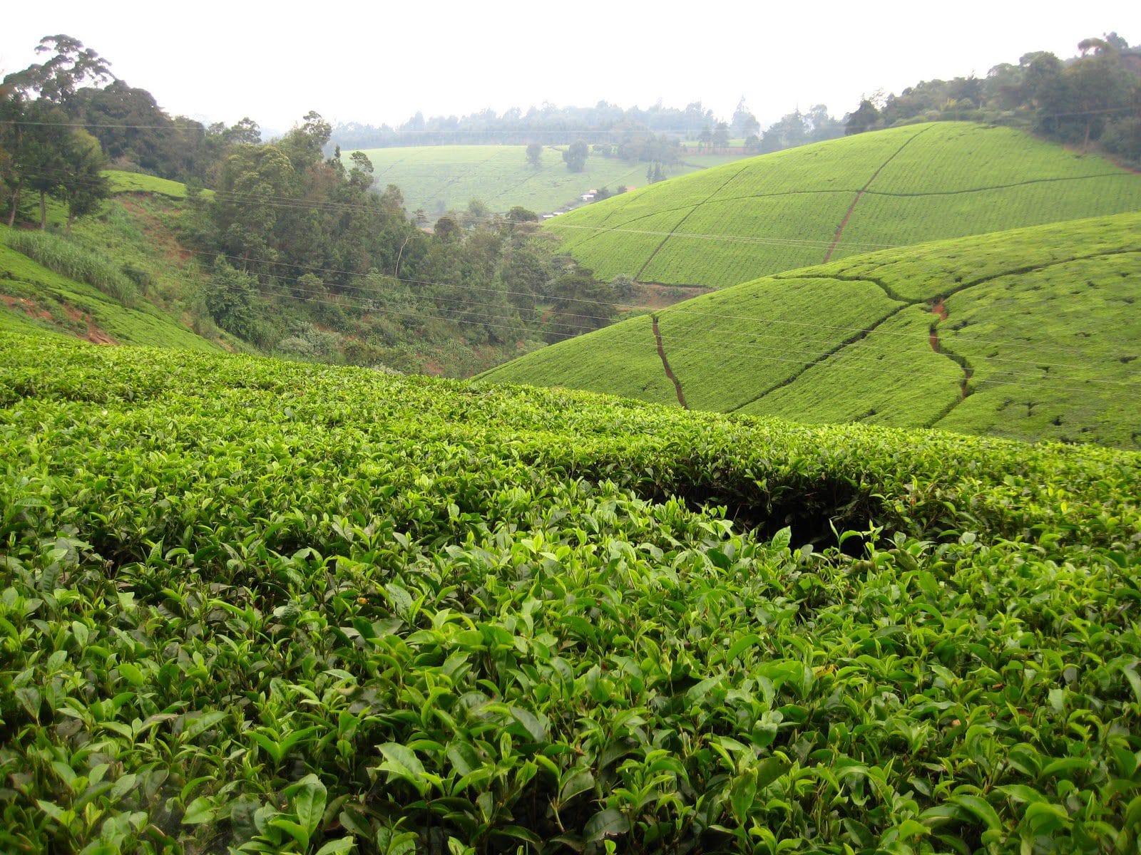 Enjoy Breathtaking Views Of Magical Places In Kenyan Safari - See ...