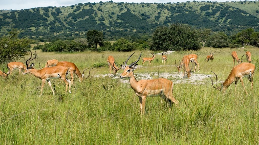 Exploring the beauty of Akagera National Park in Rwanda