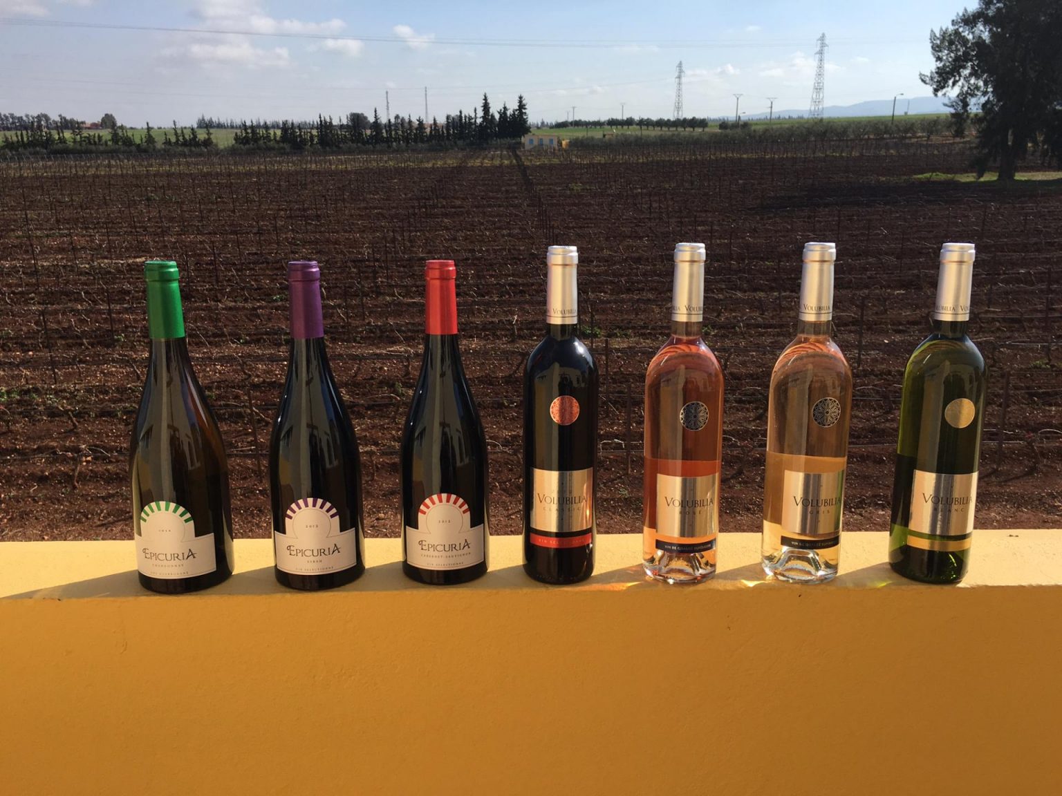 A trip to Morocco’s best vineyards - See Africa Today