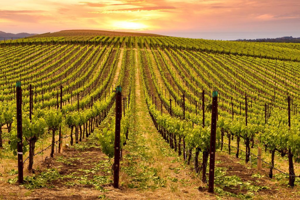 A trip to Morocco’s best vineyards - See Africa Today