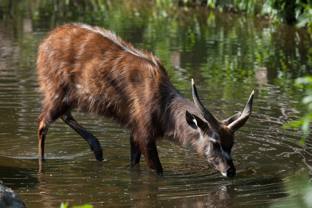 Saiwa Swamp National Park is truly the “sanctuary of the Sitatunga ...