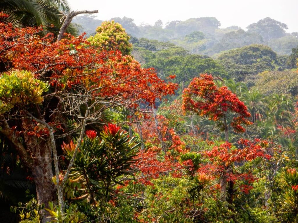 8 Top Things to do in Cameroon - See Africa Today