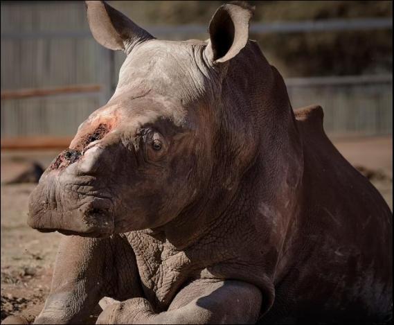 Understanding The Demon Behind Rhino Poaching in South Africa - See ...