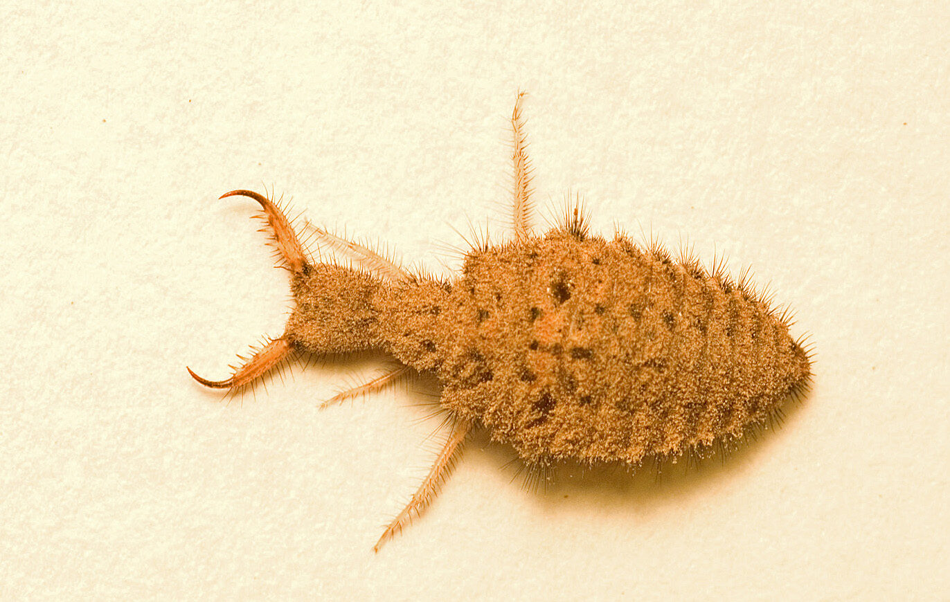 Africa Small Five Animals You Must See on Your Next Safari - See Africa ...