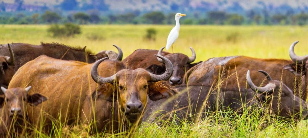 7 Fantastic Facts About Uganda Tourism - See Africa Today
