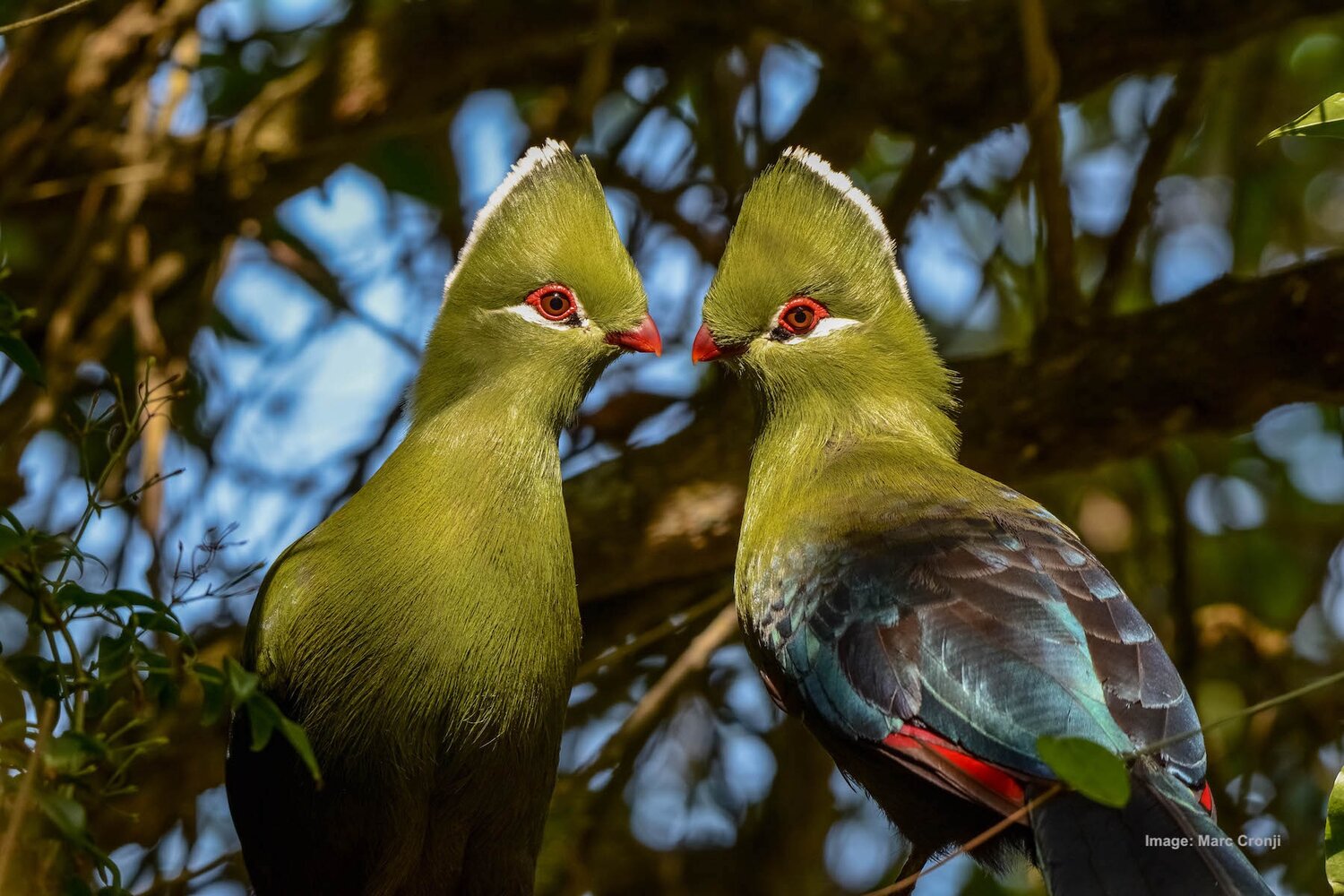 10 Best Places in Africa for Bird Watching You Must Visit to Believe ...