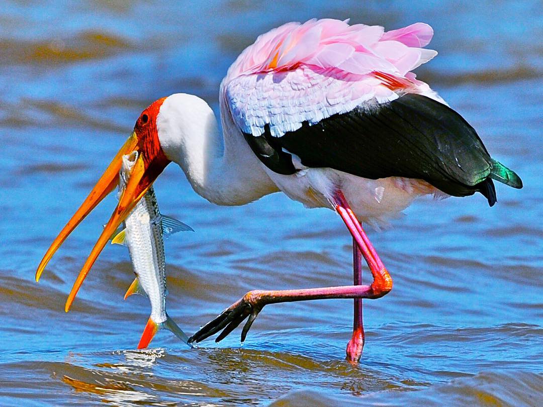 10 Best Places in Africa for Bird Watching You Must Visit to Believe ...
