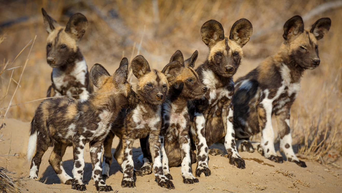 Why an African Wild Dog Rarely Hurts People - See Africa Today