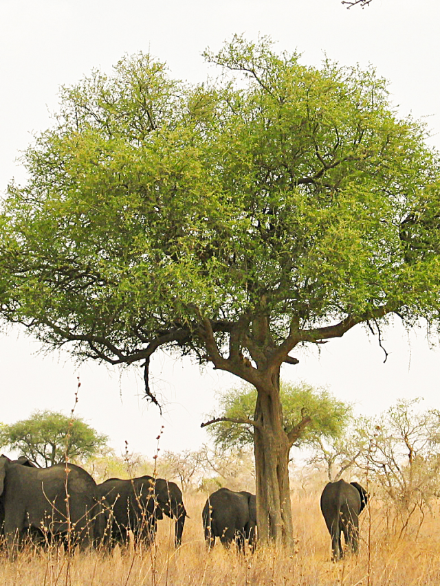 Here are 7 reasons to go to Cameroon, an African country - See Africa Today