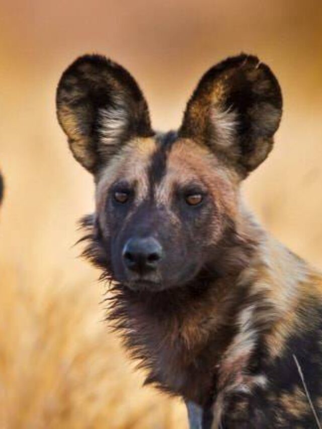 Wild Dog Safari in Botswana - See Africa Today