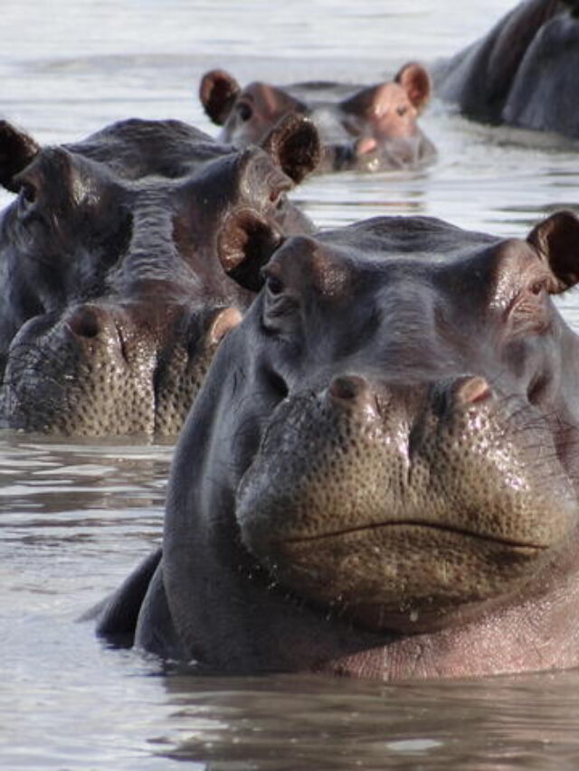 Facts, you didn't know African Hippo. - See Africa Today