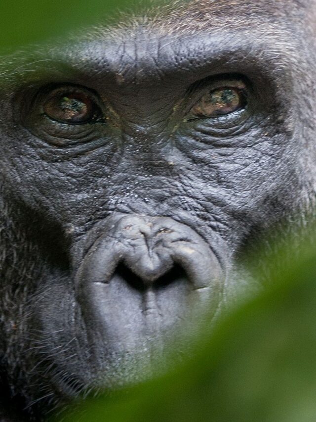 Rwandan mountain gorillas are famous. - See Africa Today