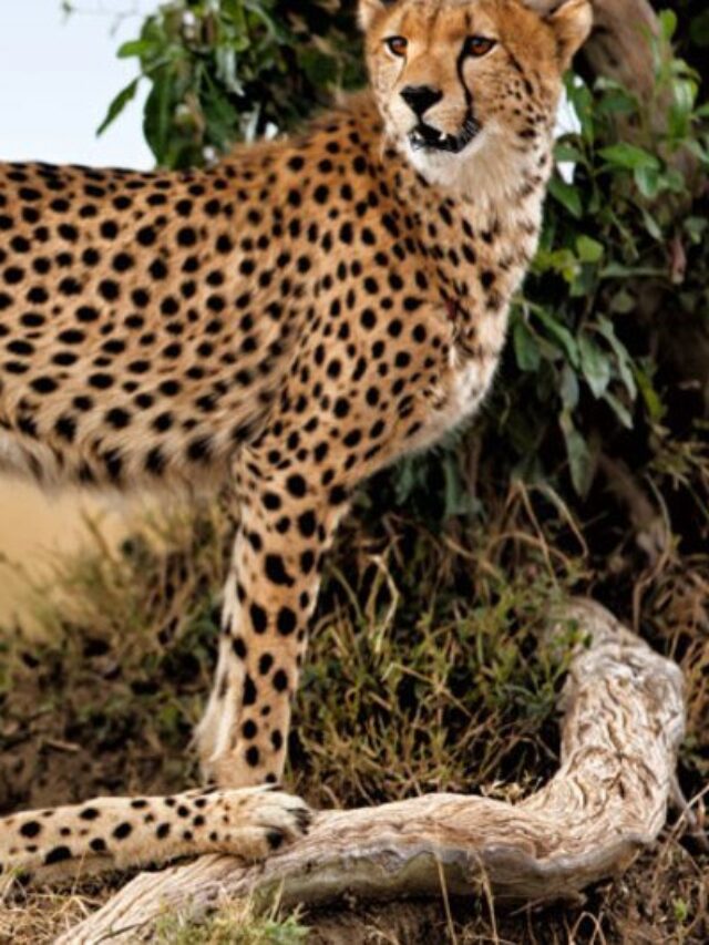 Wild Kenya: Mara Big Cats and Biodiversity - See Africa Today