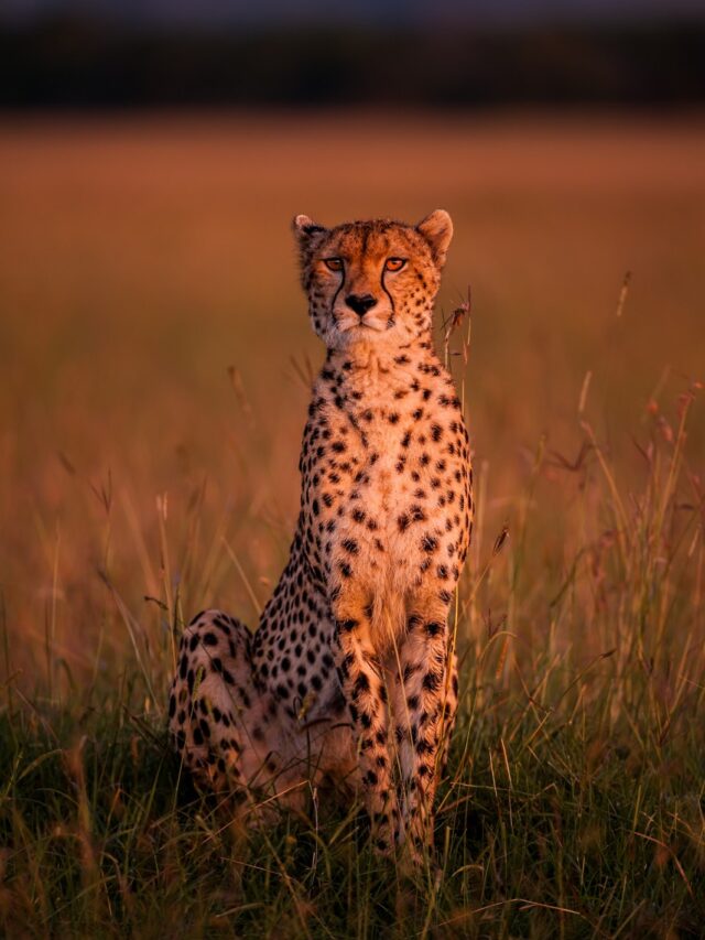 Epic Mara: Focus on Big Cats - See Africa Today