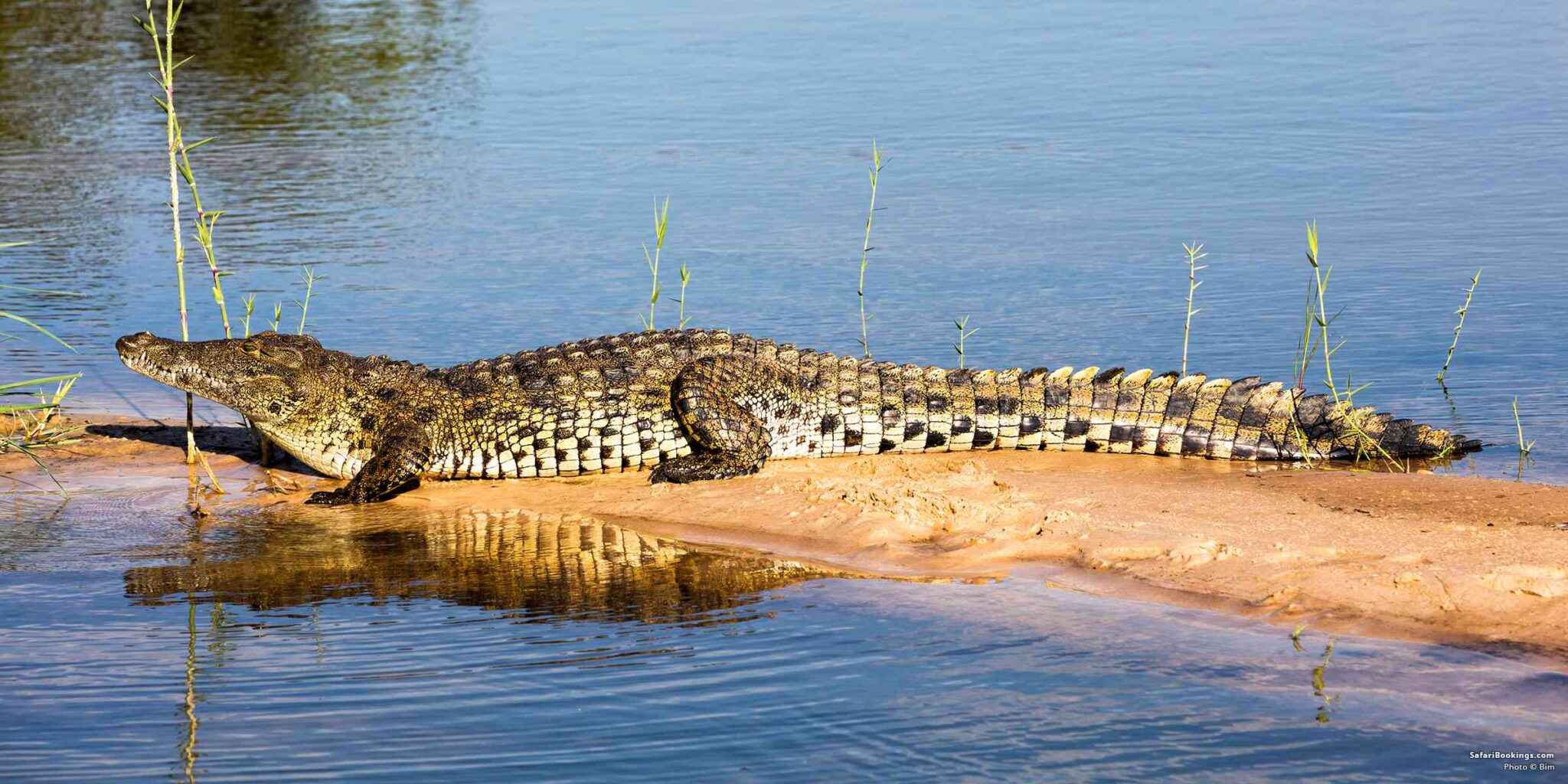 10 Interesting Facts About West African Crocodile - See Africa Today