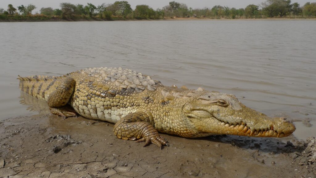 10 Interesting Facts About West African Crocodile - See Africa Today