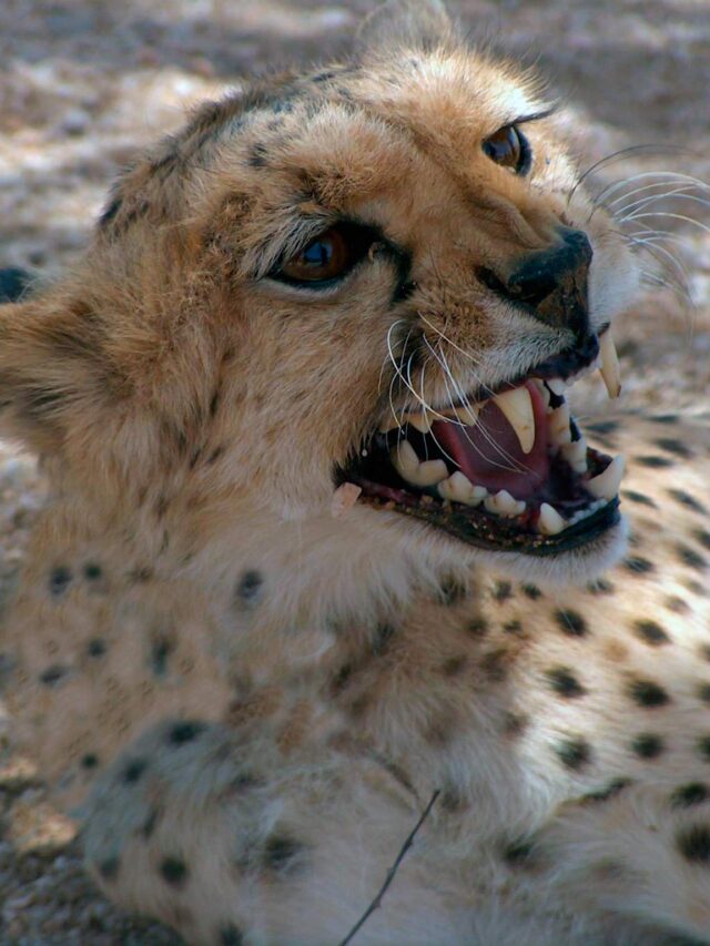 Facts about big cat (Cheetah) - See Africa Today