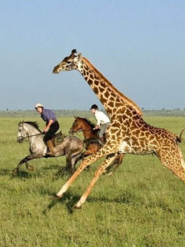 Horseback safari in Masai Mara - See Africa Today