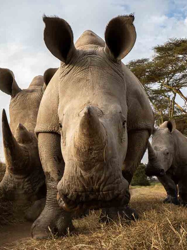 Rhinos at Solio Reserve, Kenya - See Africa Today
