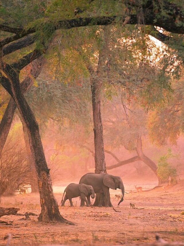 TOP TEN AFRICAN FORESTS - See Africa Today