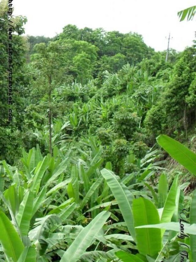 wild plantation in africa - See Africa Today