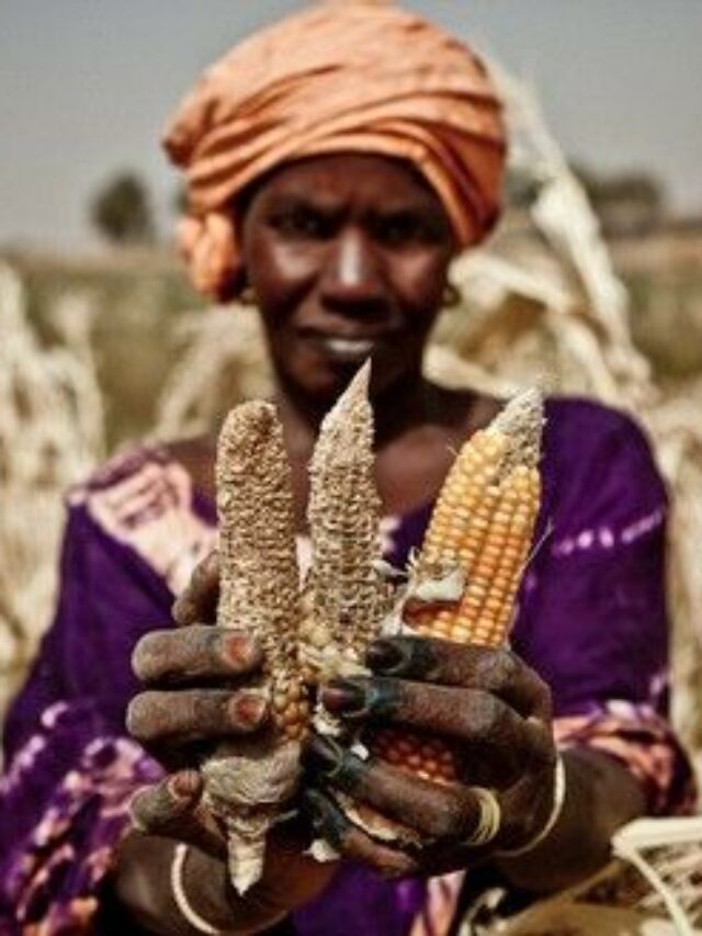 Prevention of food crisis in Africa - See Africa Today