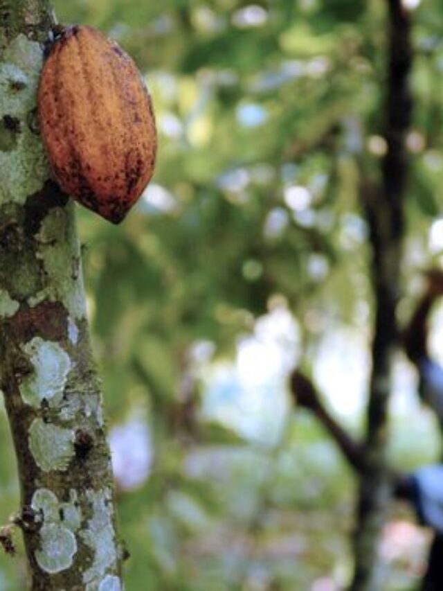 African Cocoa - See Africa Today