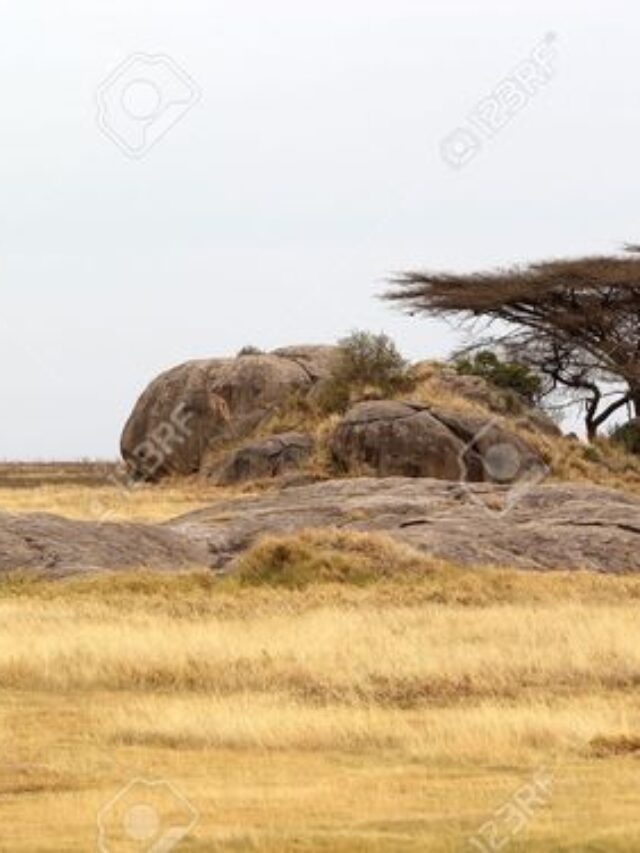 African savana lands - See Africa Today