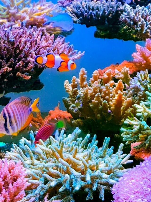 Sea reefs in Africa - See Africa Today