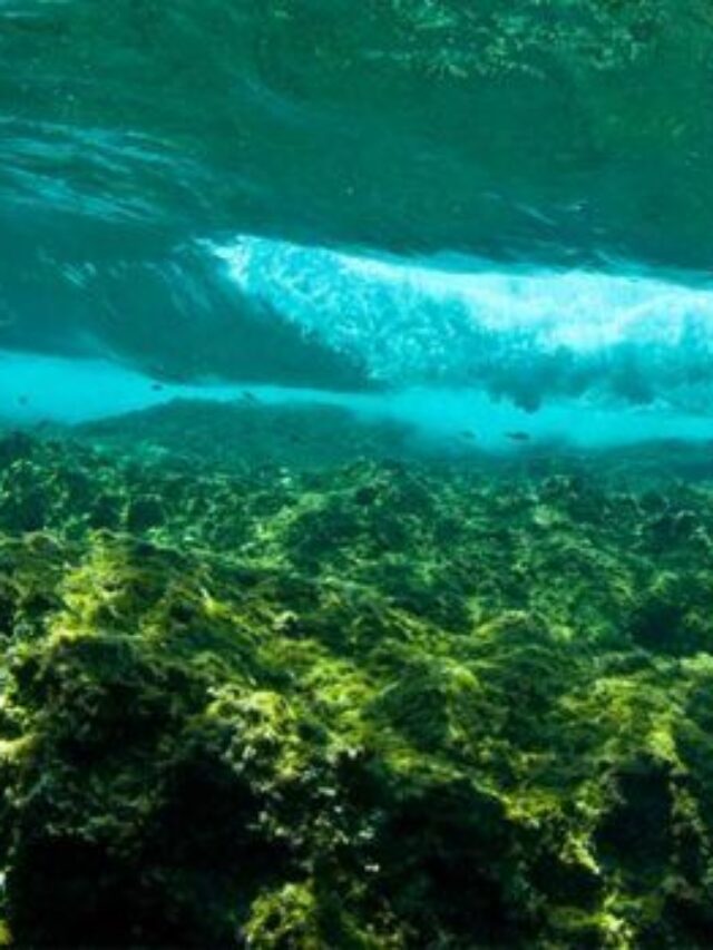 Sea spirulina availability in african seas - See Africa Today