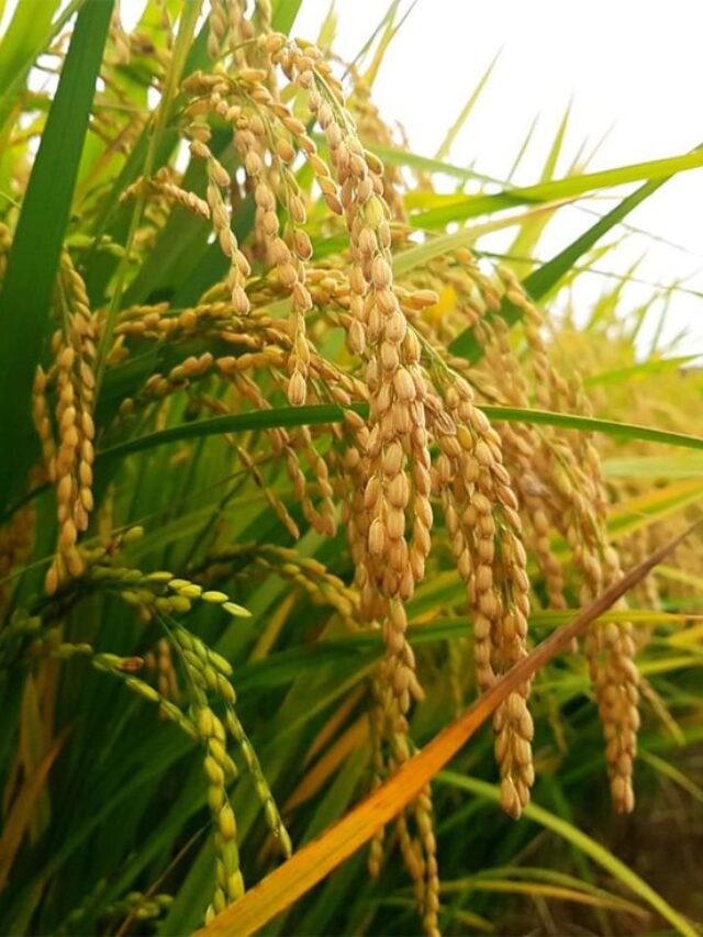 Rice crops in Africa - See Africa Today