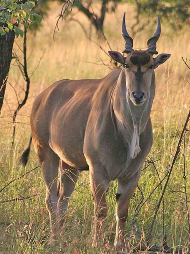 African bull breeds - See Africa Today