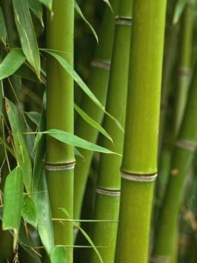 Bamboo production in africa - See Africa Today