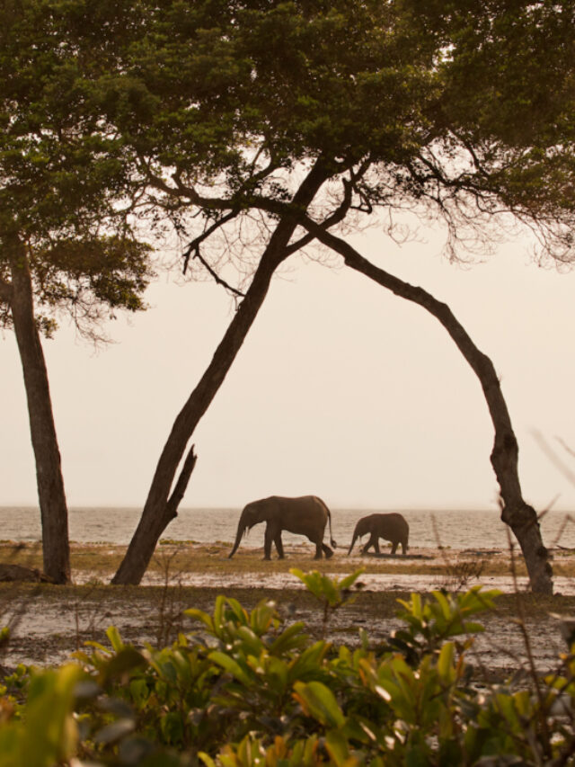 Gabon: Rainforests, gorillas and forest elephants. - See Africa Today