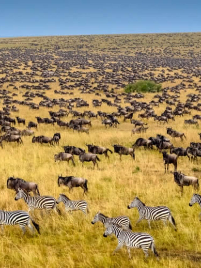 Kenya: Experience the annual migration in the Maasai Mara - See Africa ...