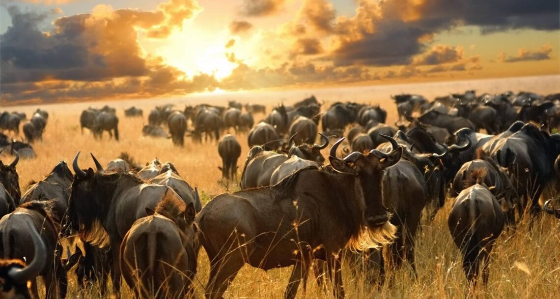 5 Unmissable Things During the Great Wildebeest Migration From Arusha ...
