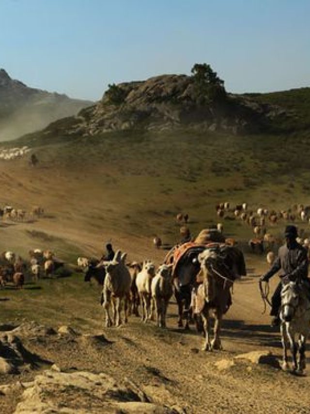 why africans have more nomadics - See Africa Today