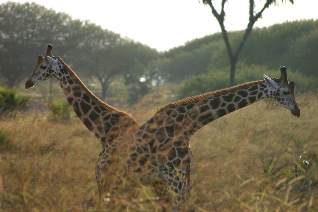 Top 5 places to visit in Mombasa - FurtherAfrica
