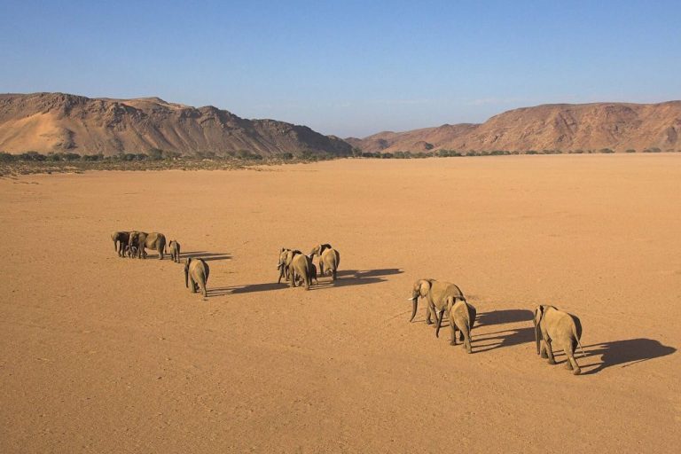 Stunning Facts About the Desert Elephants of Namibia