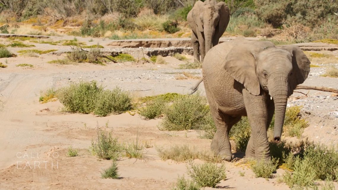 Stunning Facts About the Desert Elephants of Namibia