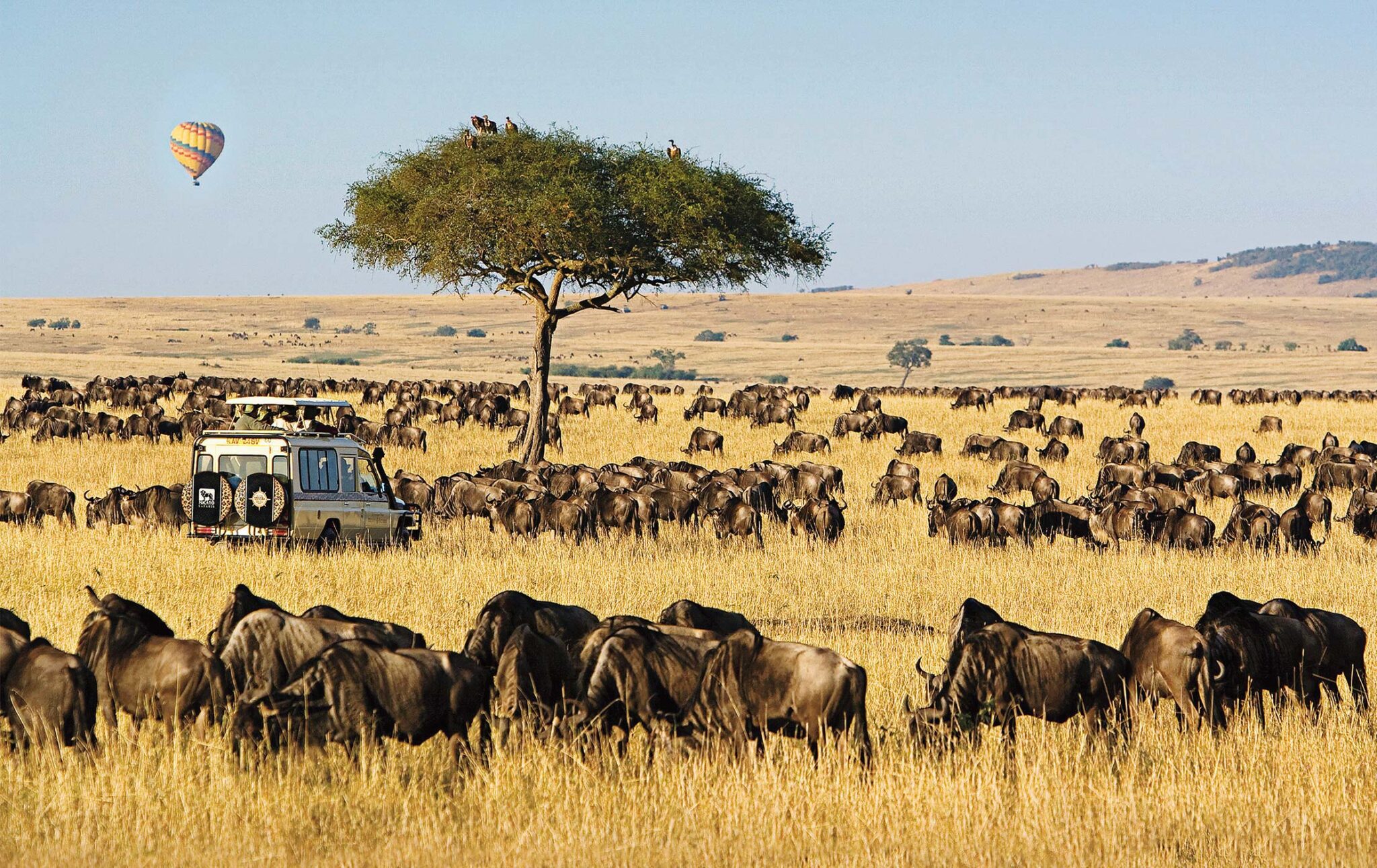13 Masai Mara Game Drive Rules You Must Stick to