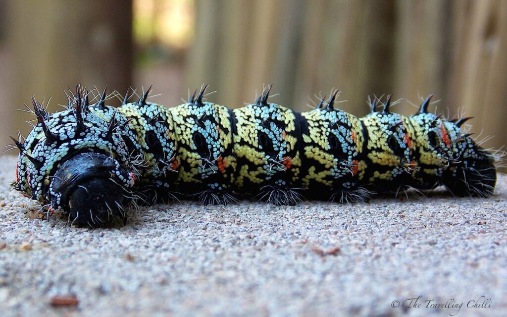 Worms on the Menu: Meet South African Tribe That Eat Worms