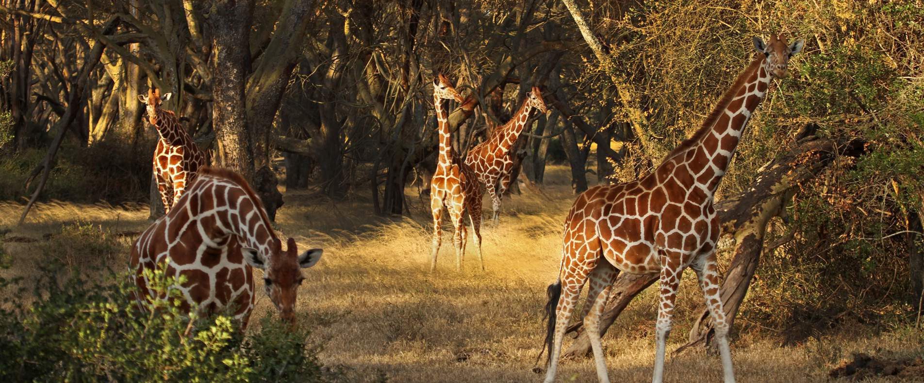 Amazing Reasons Why You Should Visit Solio Game Reserve