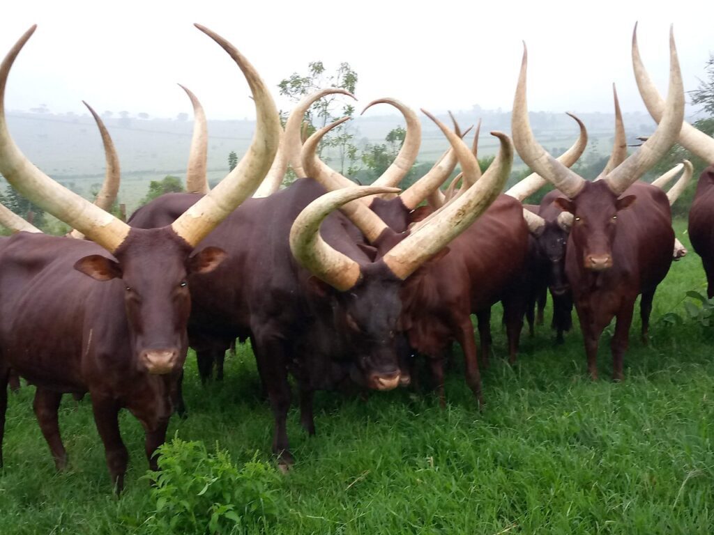 12 Fascinating Facts About Ankole-Watusi Cattle