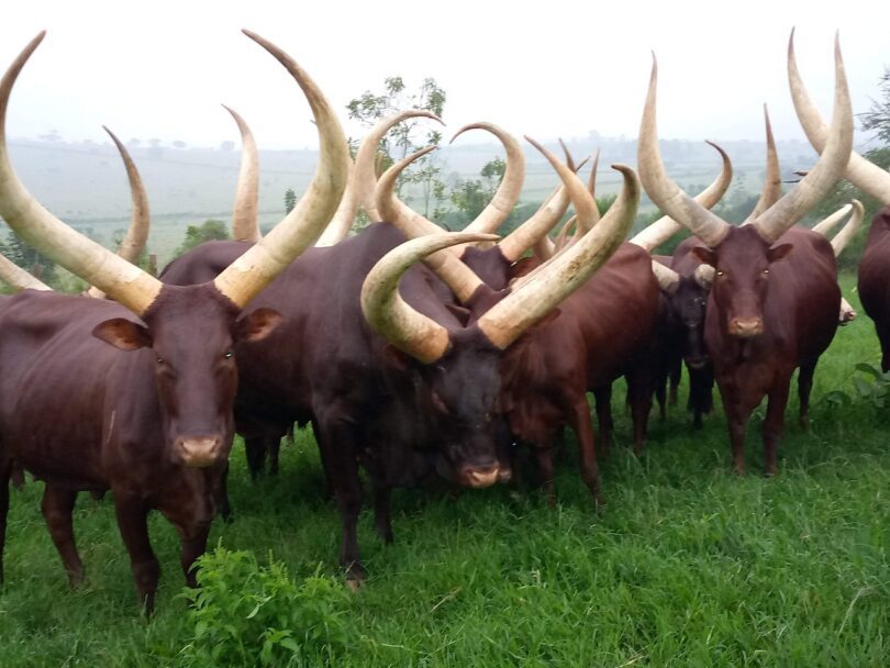 12 Fascinating Facts About Ankole-Watusi Cattle