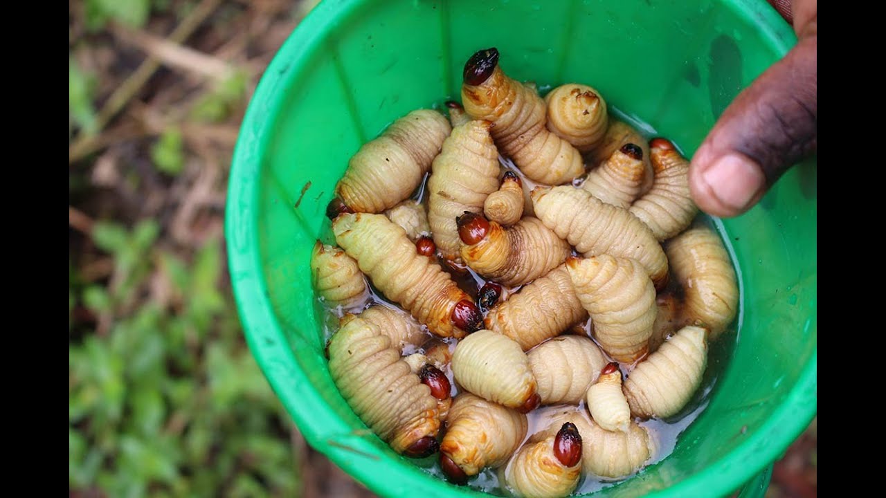 10 Awfully Weird Foods Nigerians Eat