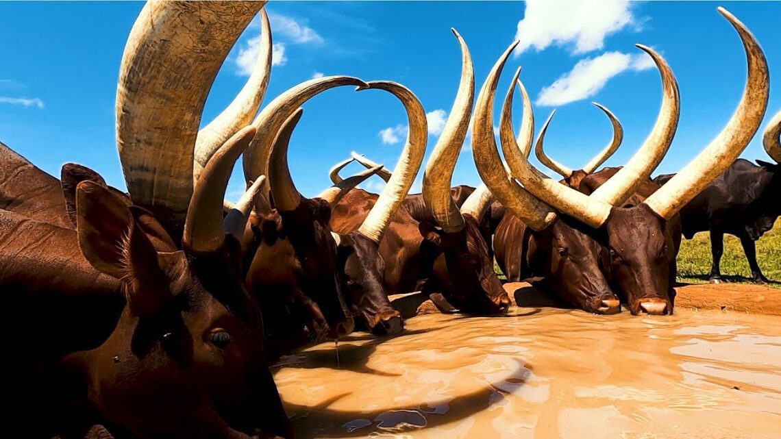 12 Fascinating Facts About Ankole-Watusi Cattle